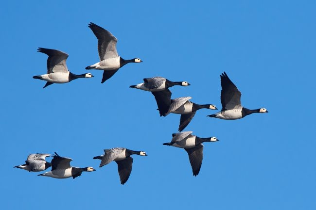Goose Riddle | Newspaperlessness